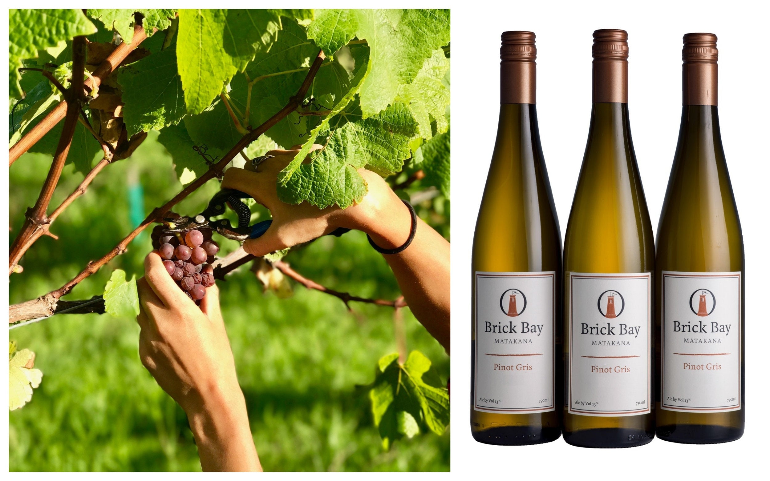 2017 Pinot Gris - New Release – Brick Bay